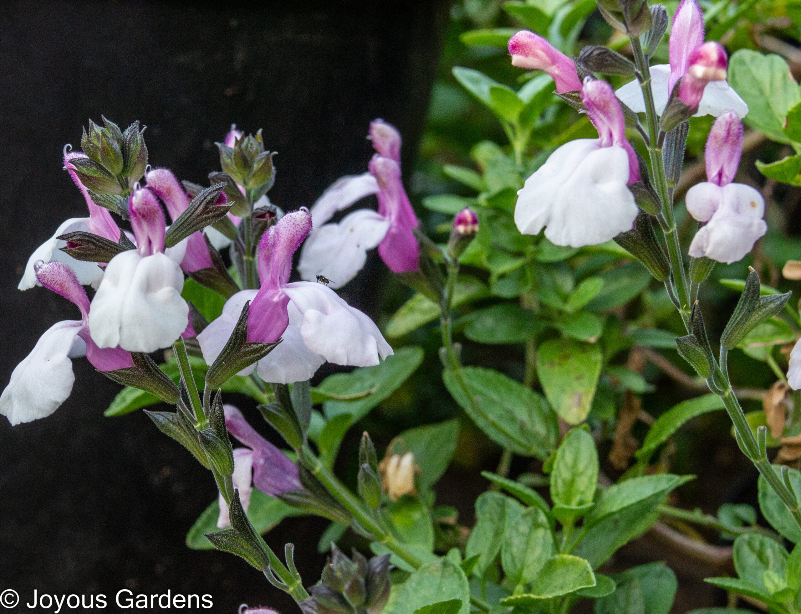 Salvia Grow Notes - Joyous Gardens