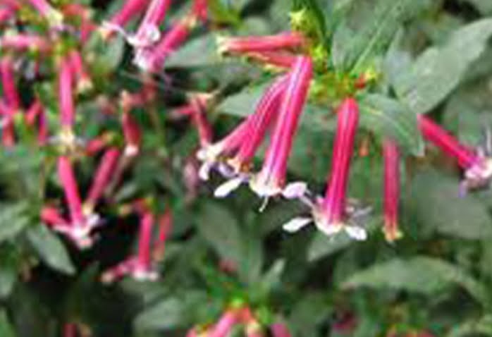 Cuphea Ignea Pink - Joyous Gardens