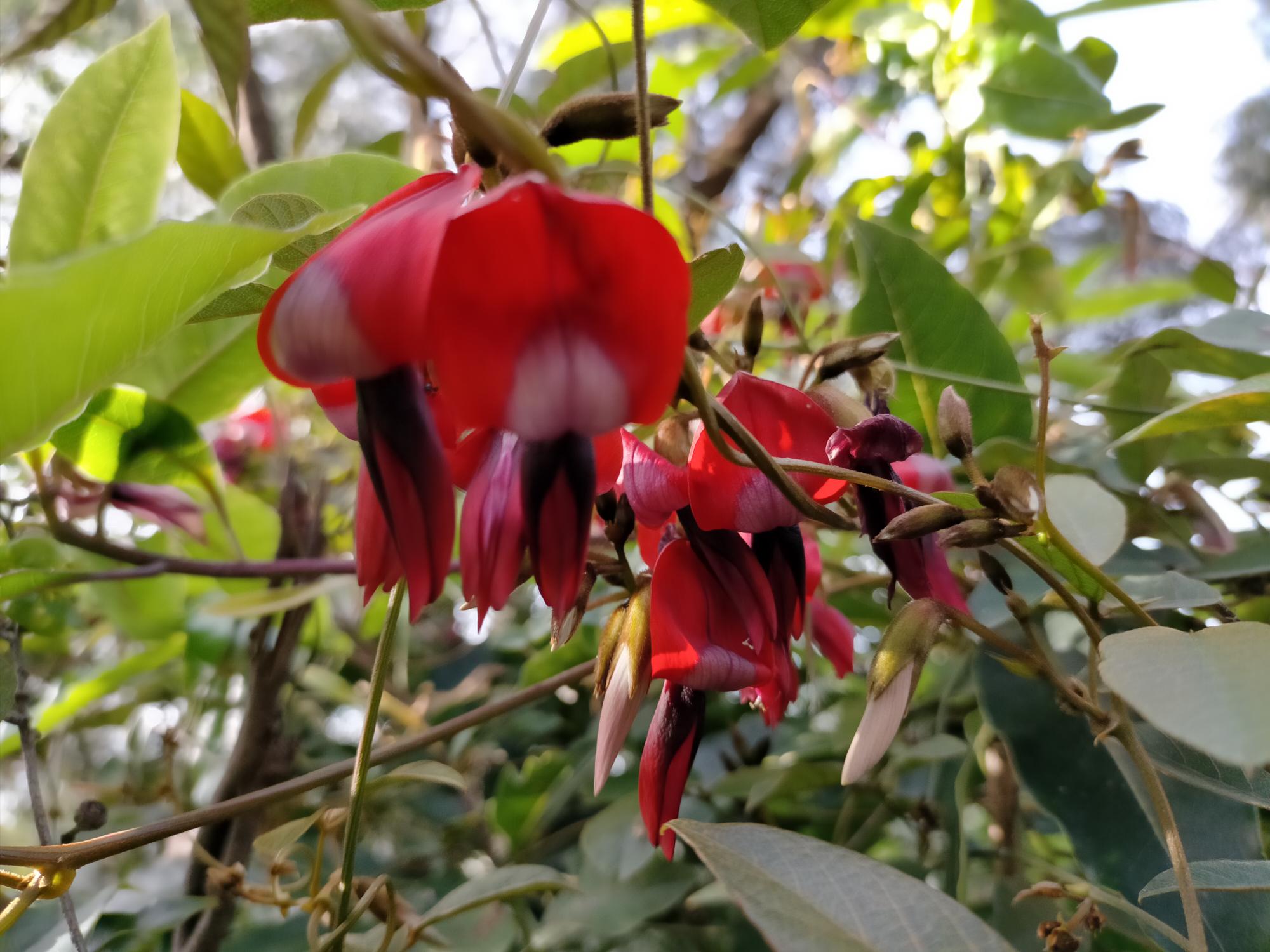 Kennedia Rubicunda - Joyous Gardens