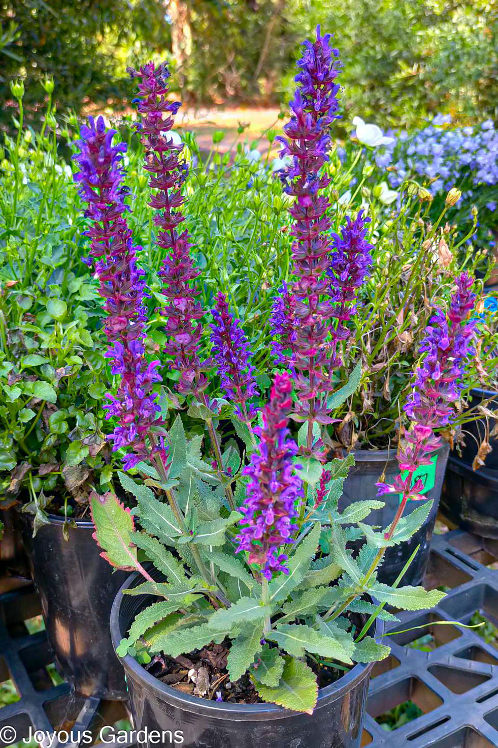 Salvia Nemorasa Blue - Joyous Gardens