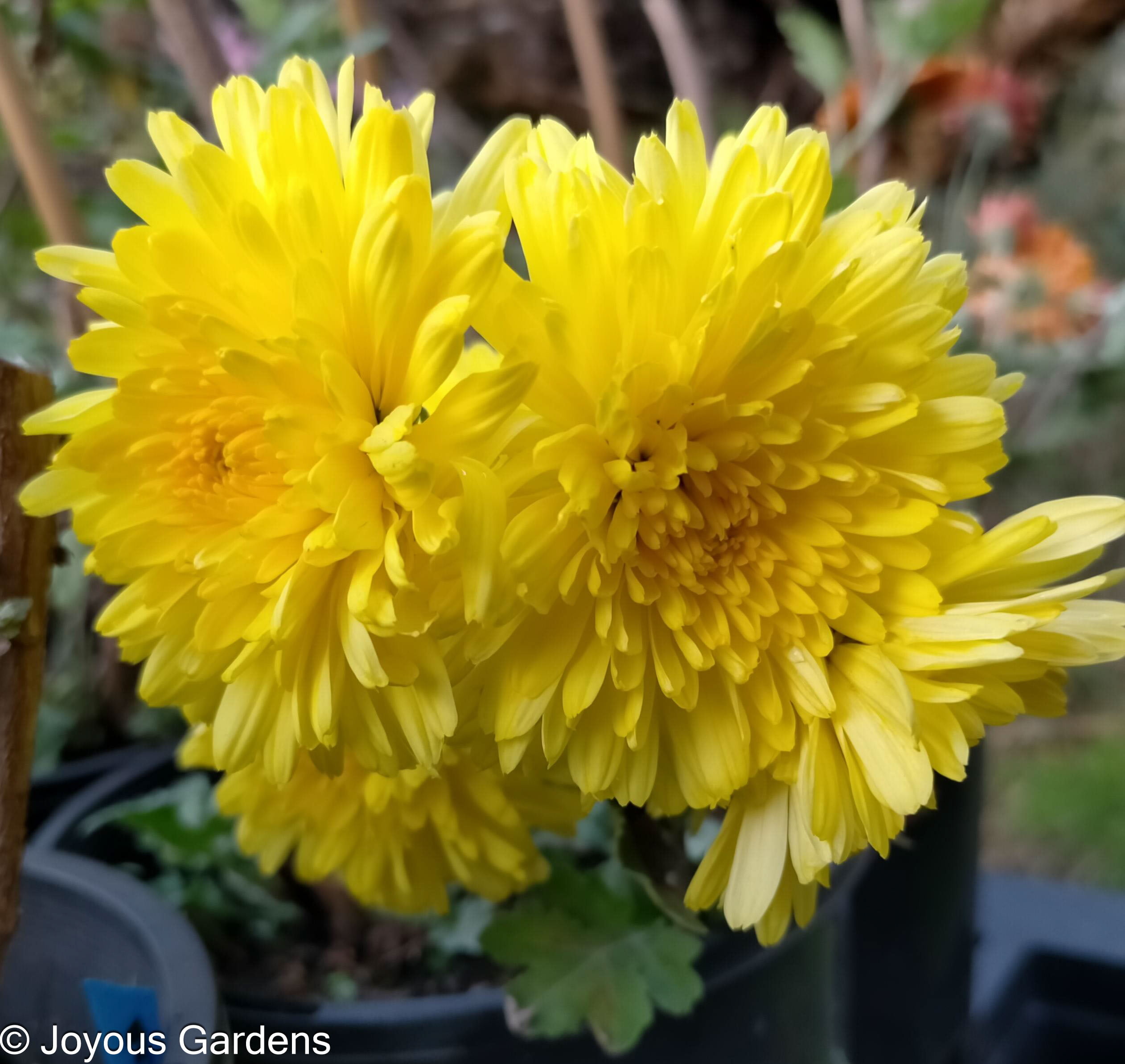 Chrysanthemum Yellow Double - Joyous Gardens