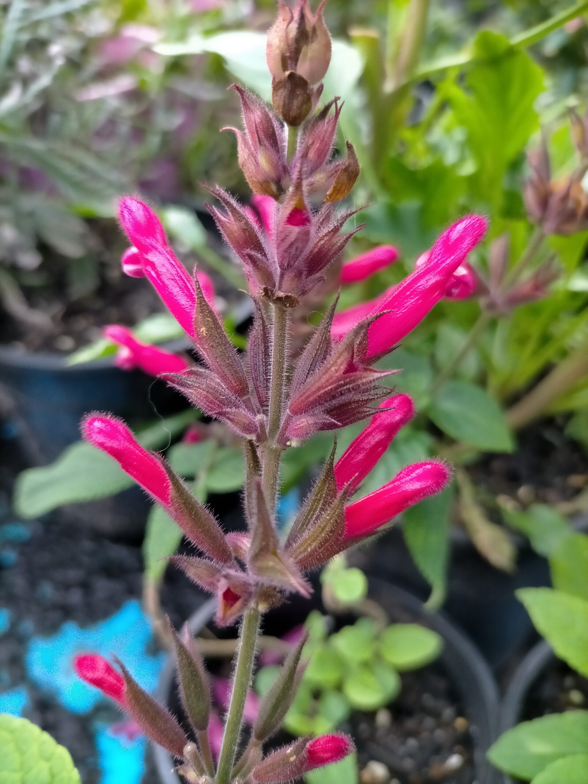 Salvia Involucrata - Joyous Gardens