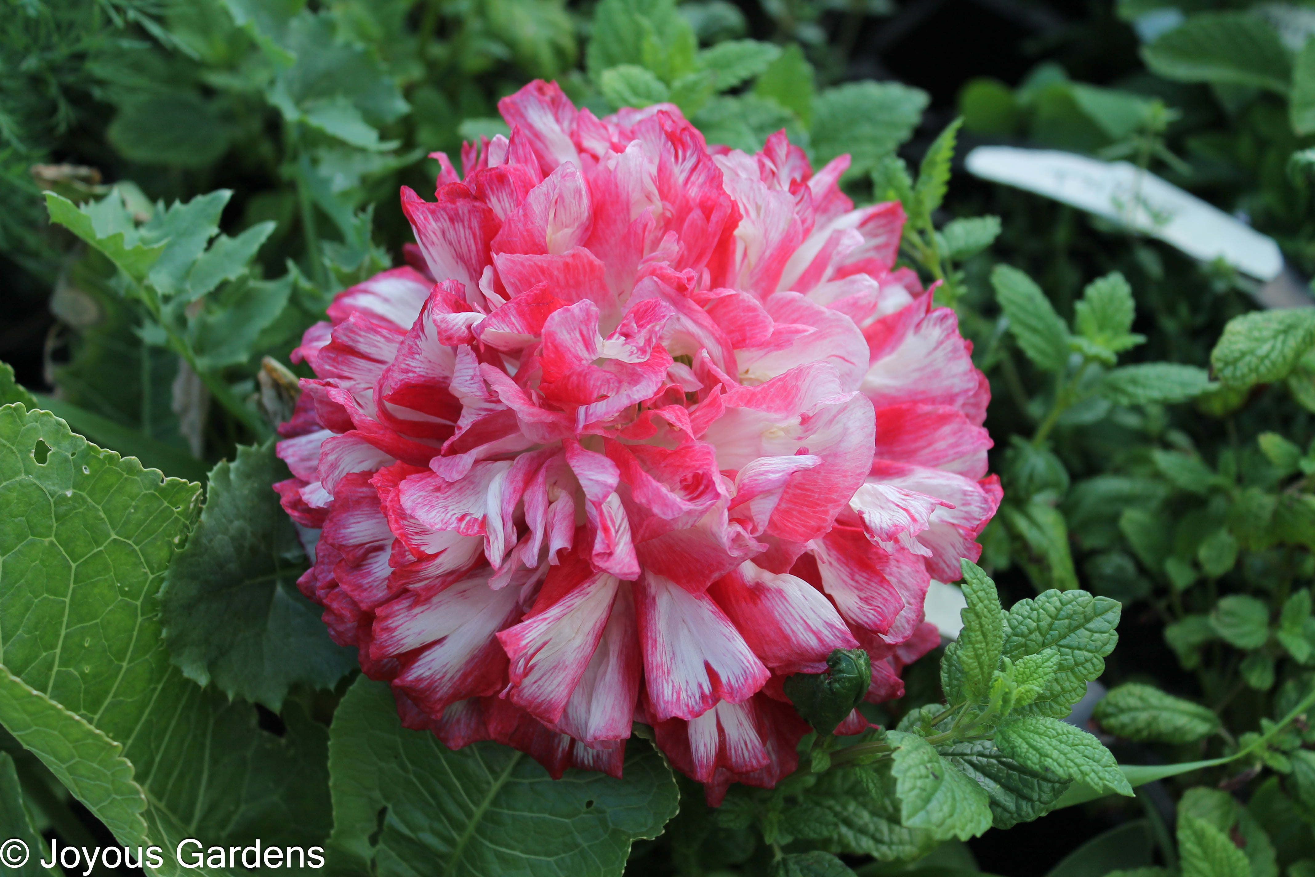 Poppy - Peony & Laciniatum - Joyous Gardens